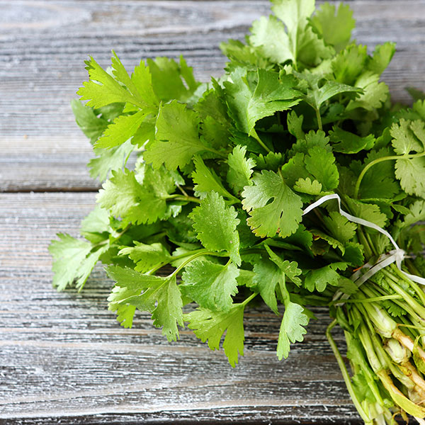Koriander | WebiFlix® | Einfach weiterkommen